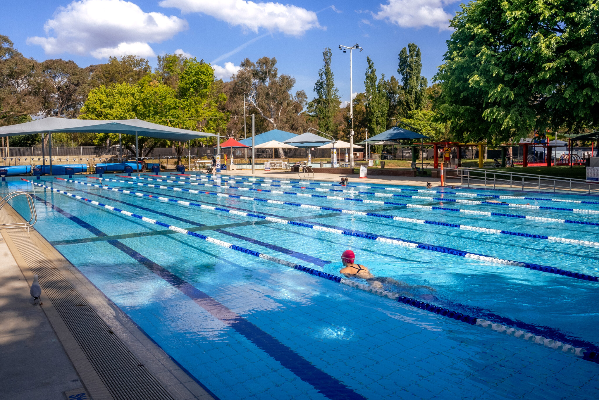 Lap Lane Availability - Dickson Pool